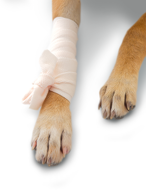 Emergency Vet Pasadena - ACCESS Animal Hospital